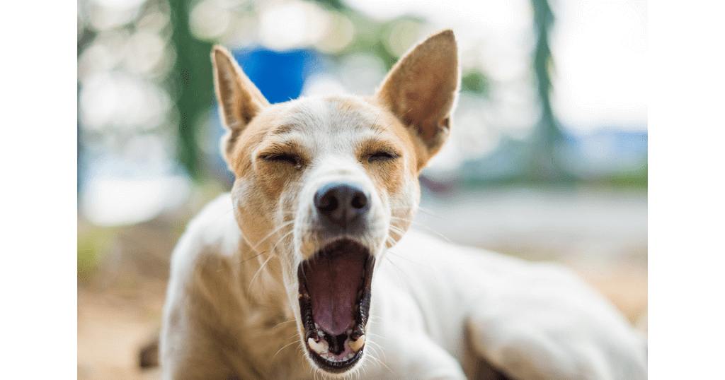 11 Secret Ways To Combat Anxiety With Vagus Nerve Stimulation - Anxiety ...